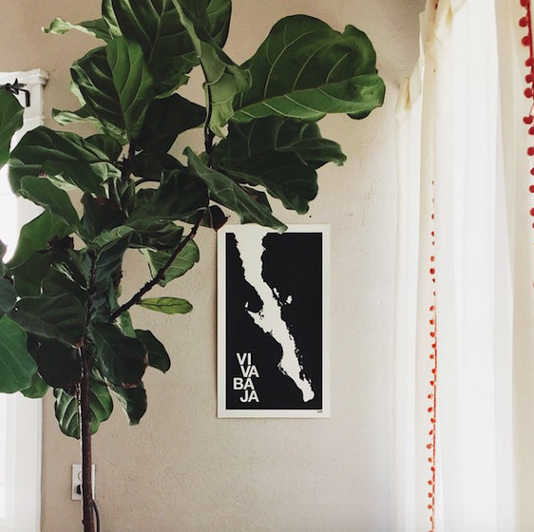 ORANGE & PARK – Fiddle Leaf Fig Tree Styling